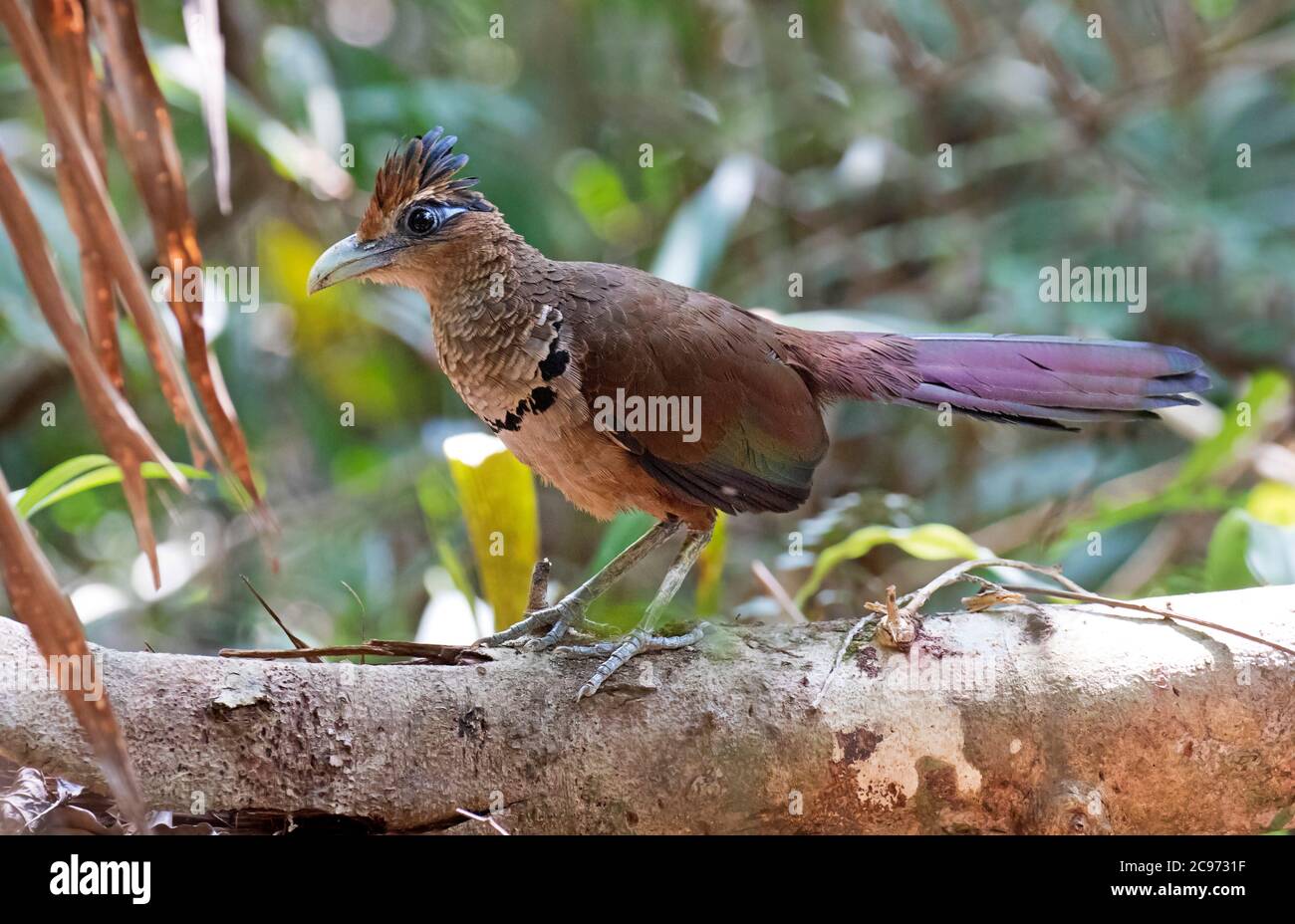 rufous-vented ground cuckoo (Neomorphus geoffroyi), standing on a log ...