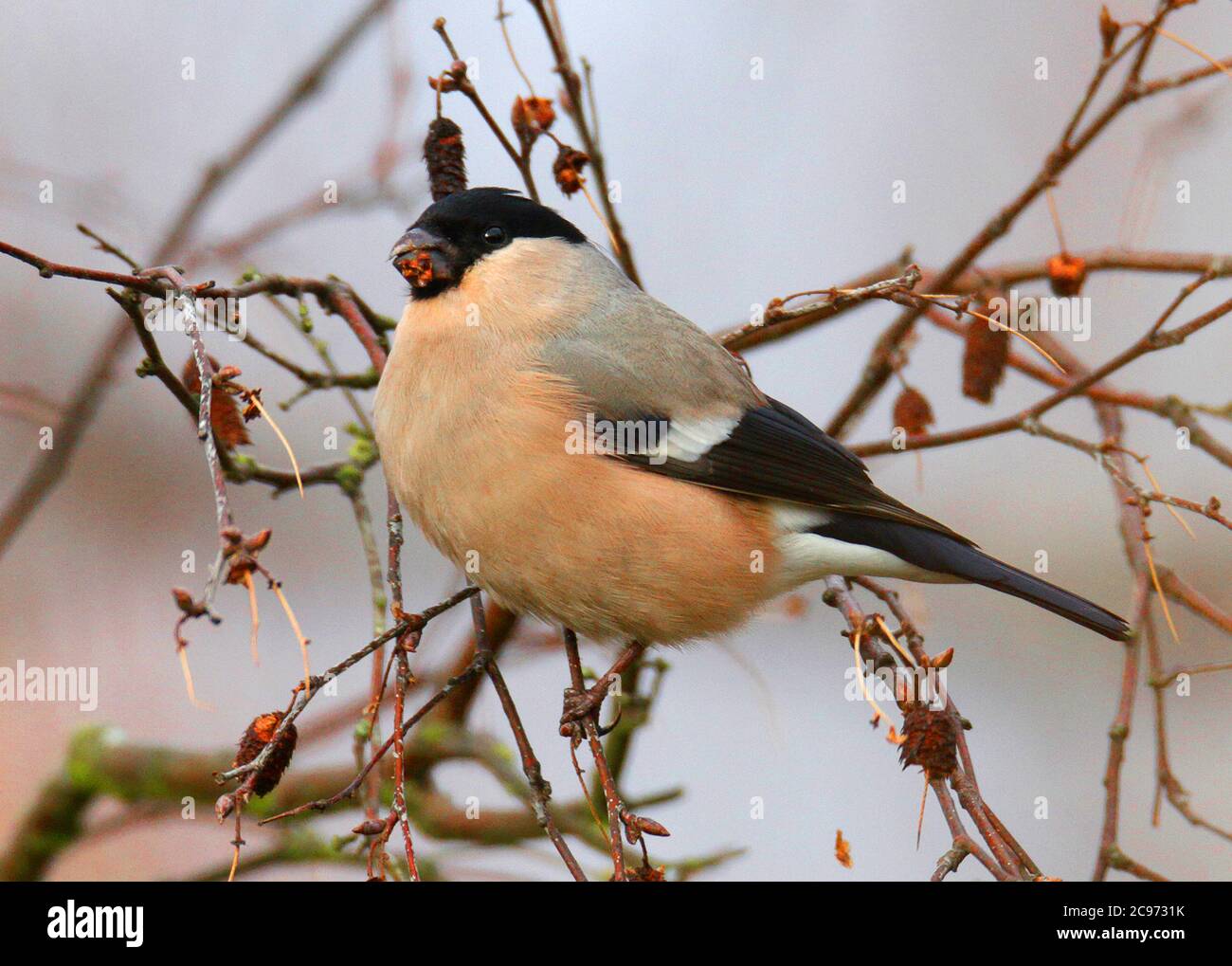Bullfinches uk hi-res stock photography and images - Alamy