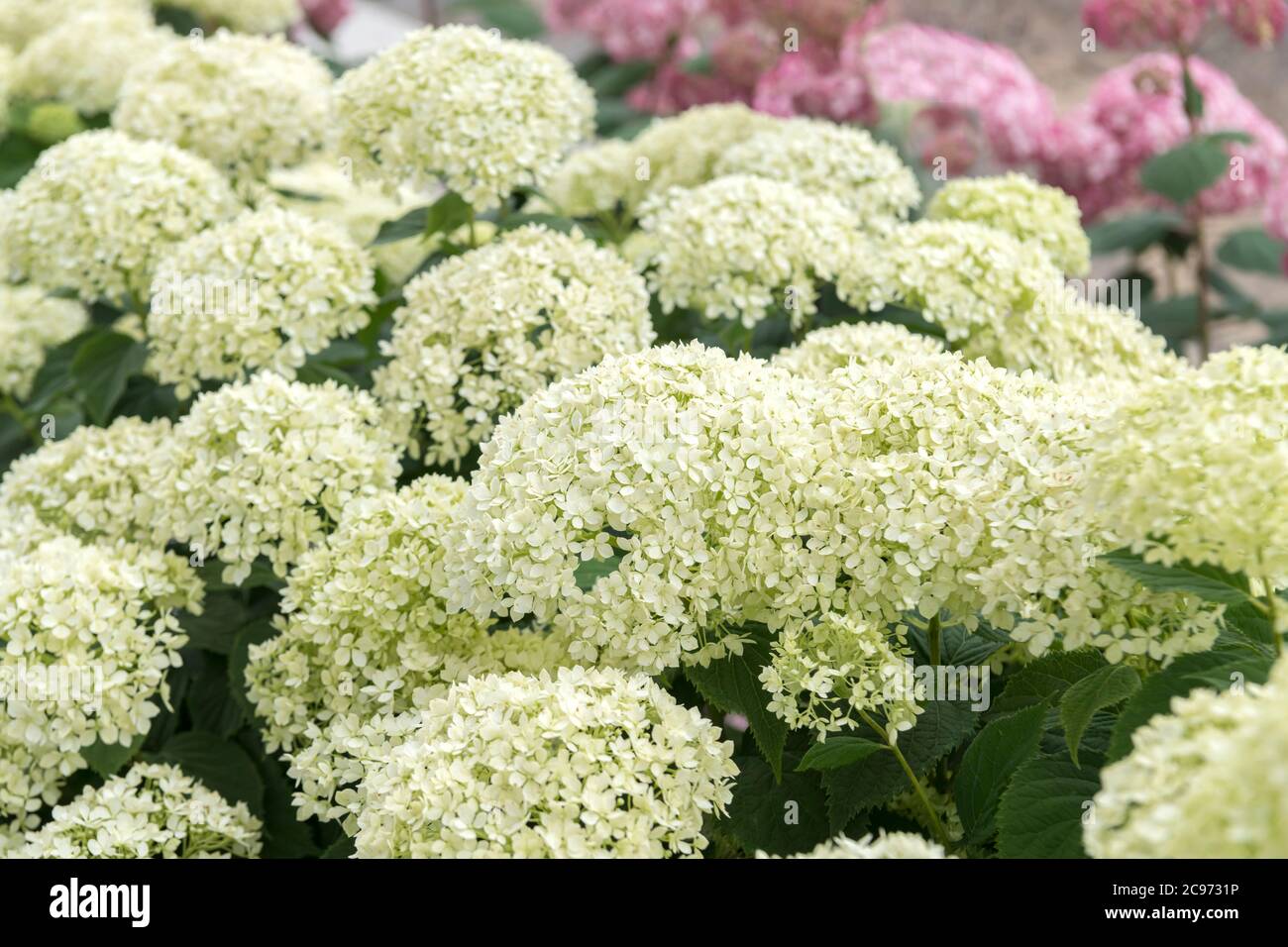 Wild hydrangea (Hydrangea arborescens 'Invincibelle Limetta', Hydrangea ...