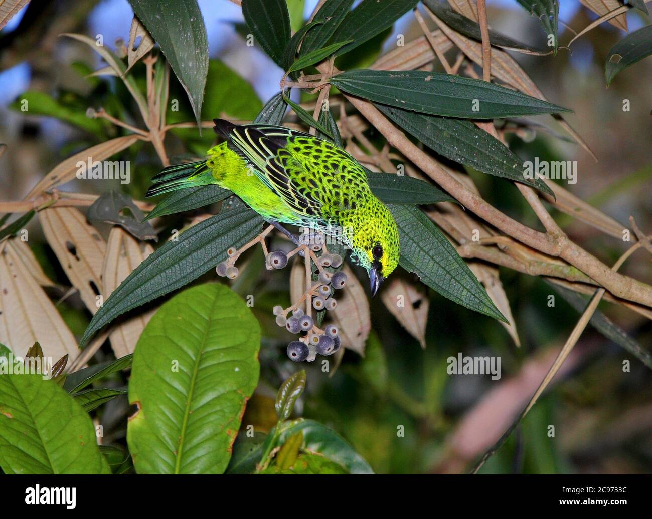 speckled tanager (Tangara guttata), male eating berries, Costa Rica ...