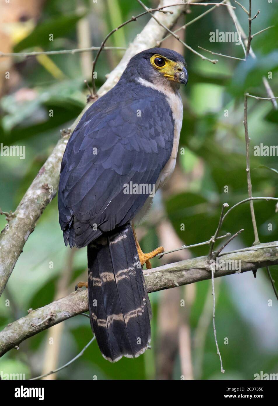 Subcanopy hi-res stock photography and images - Alamy