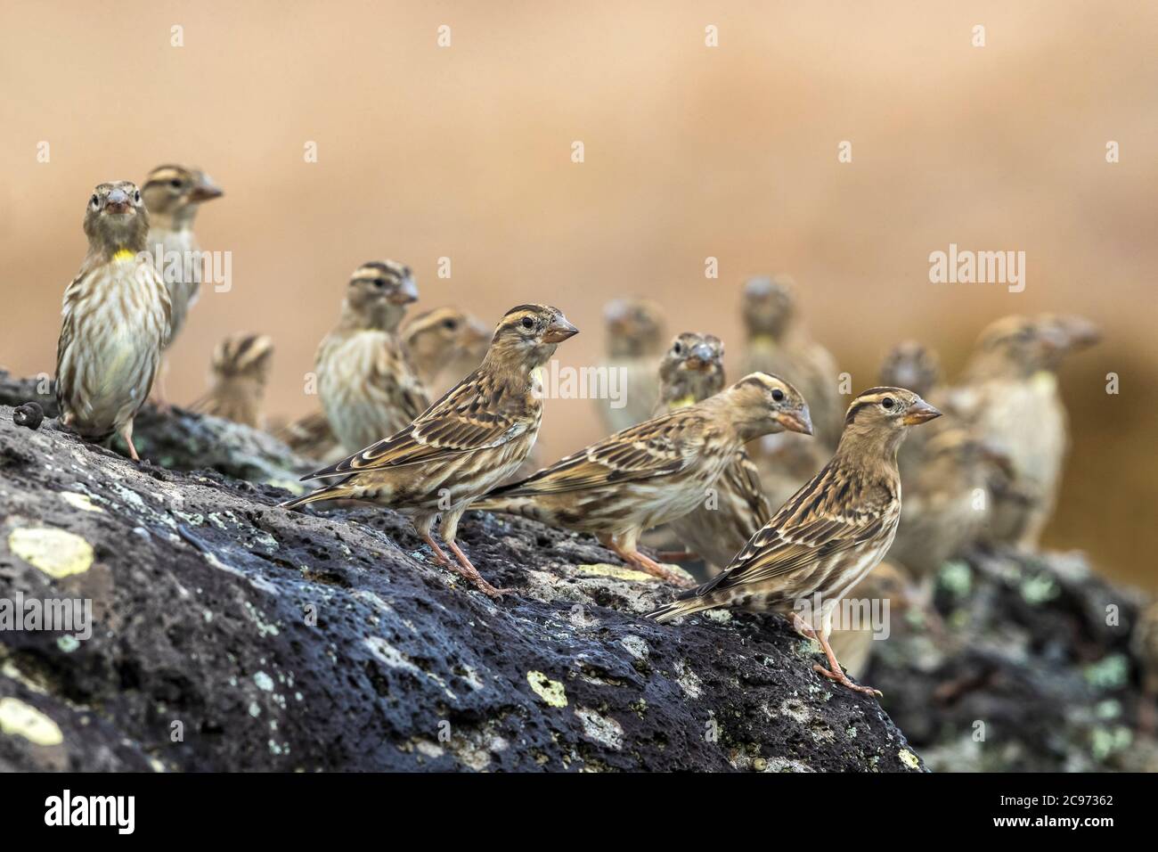 Troop swarming hi-res stock photography and images - Alamy