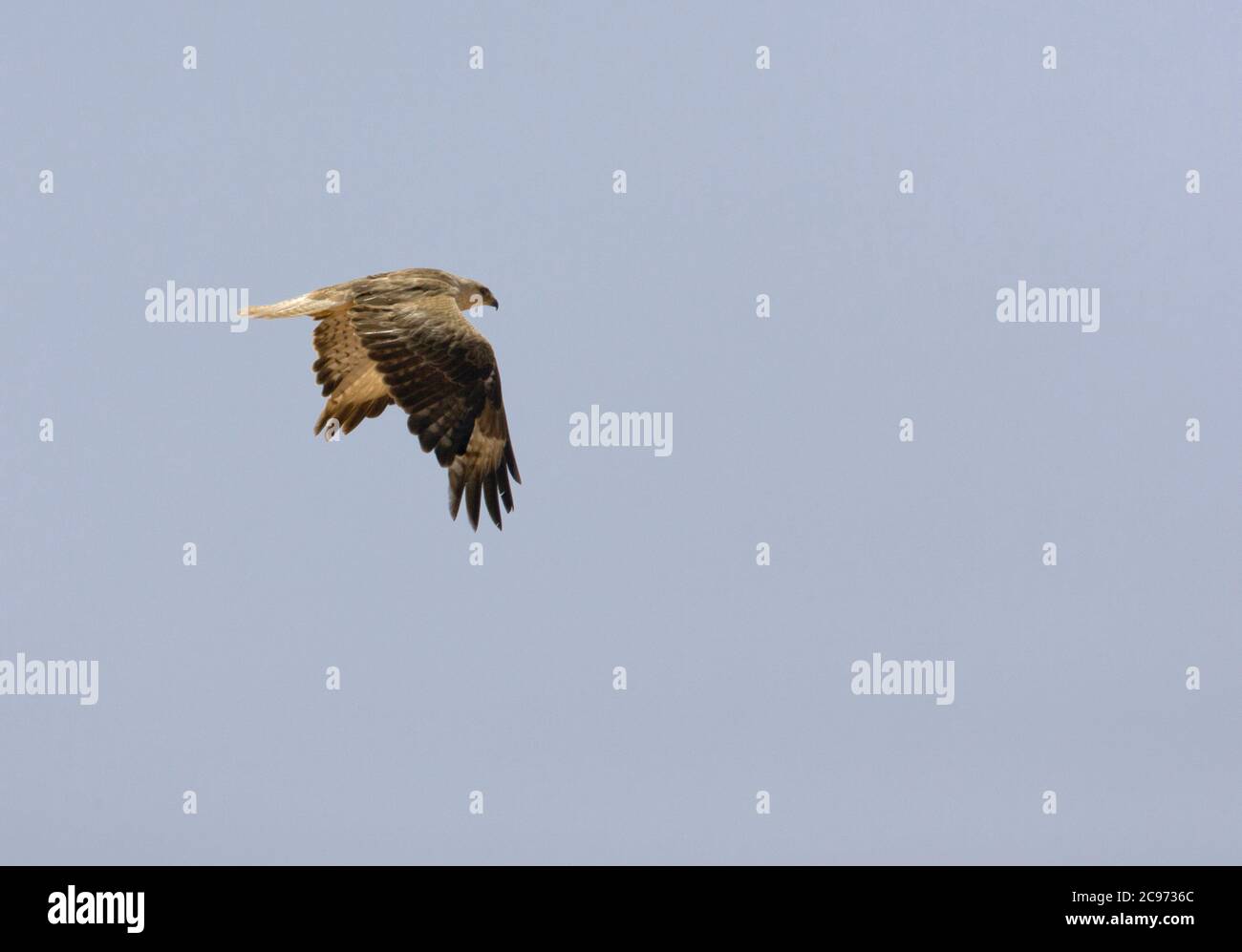 Atlas long-legged buzzard (Buteo rufinus cirtensis, Buteo cirtensis ...