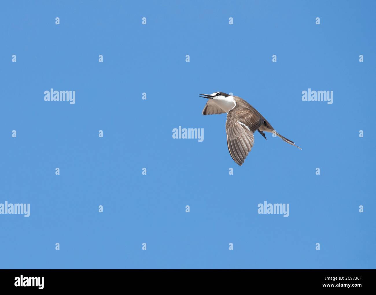 sooty tern (Sterna fuscata, Onychoprion fuscatus), Subadult Sooty Tern ...