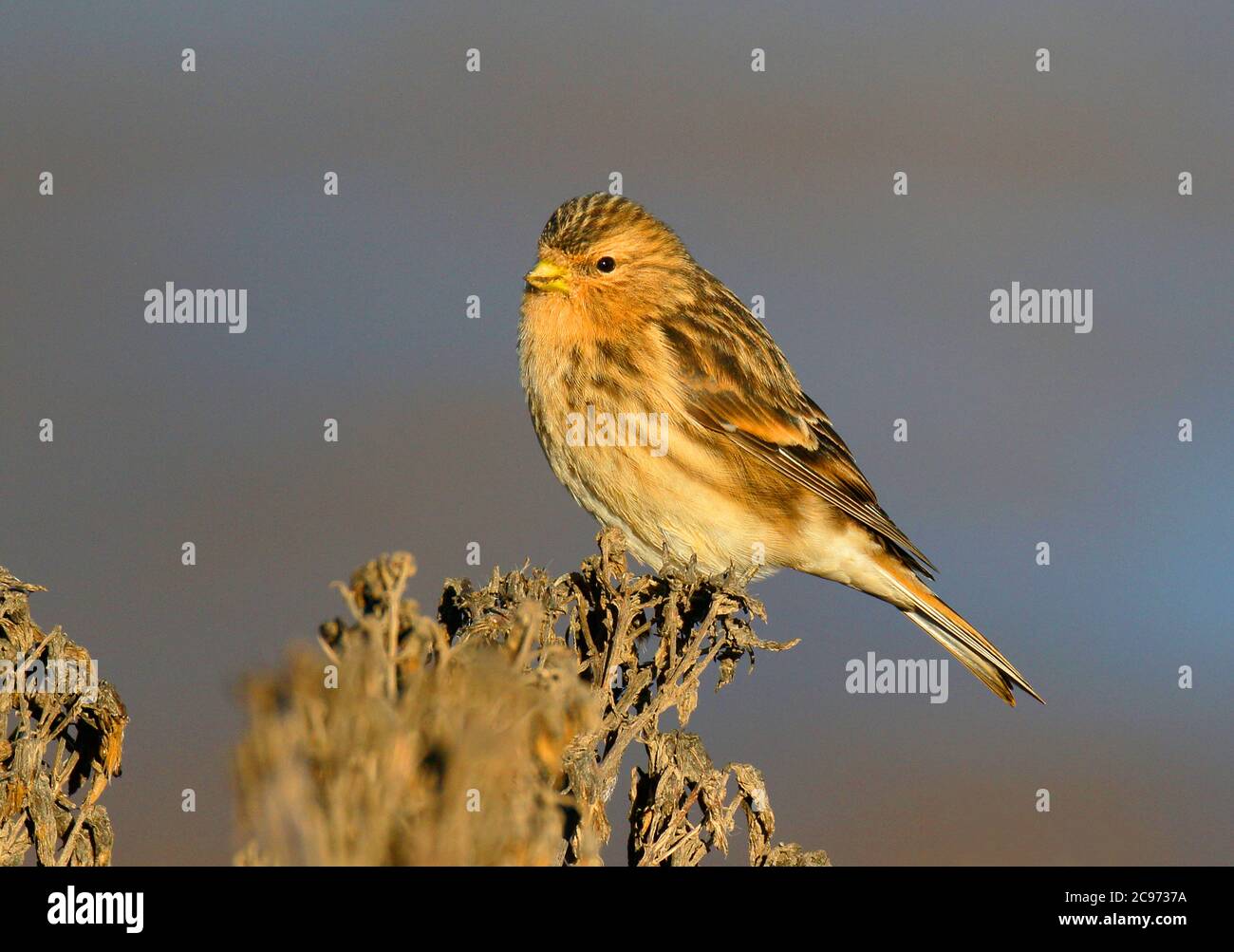 British finches hi-res stock photography and images - Alamy