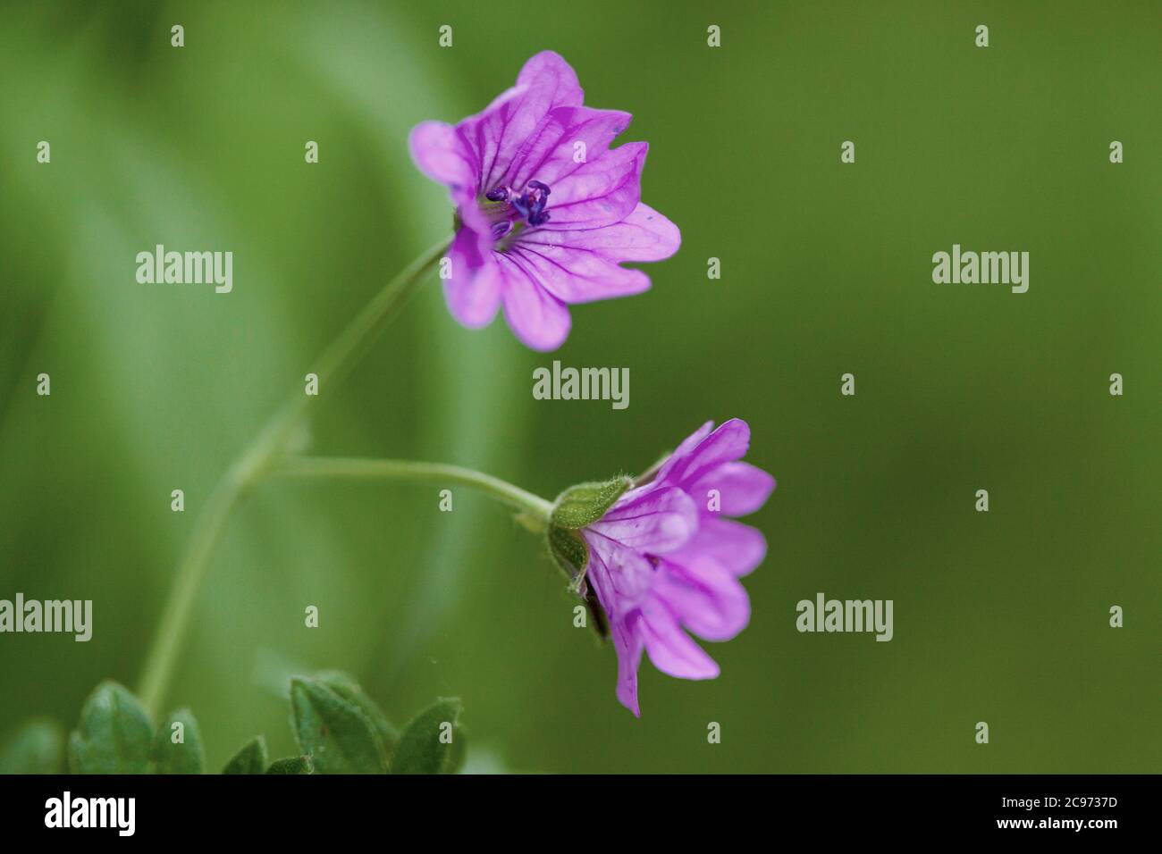 Dovefoot geranium, Dove's-foot Crane's-bill (Geranium molle), flowers ...