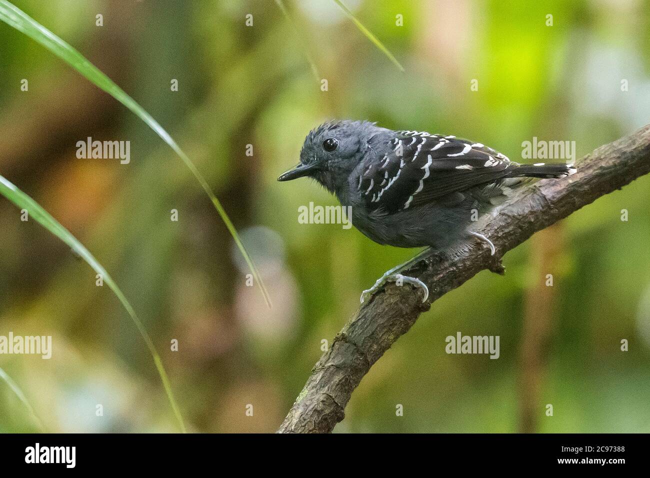 Common Scale-backed Antbird (Willisornis poecilinotus), male perching ...