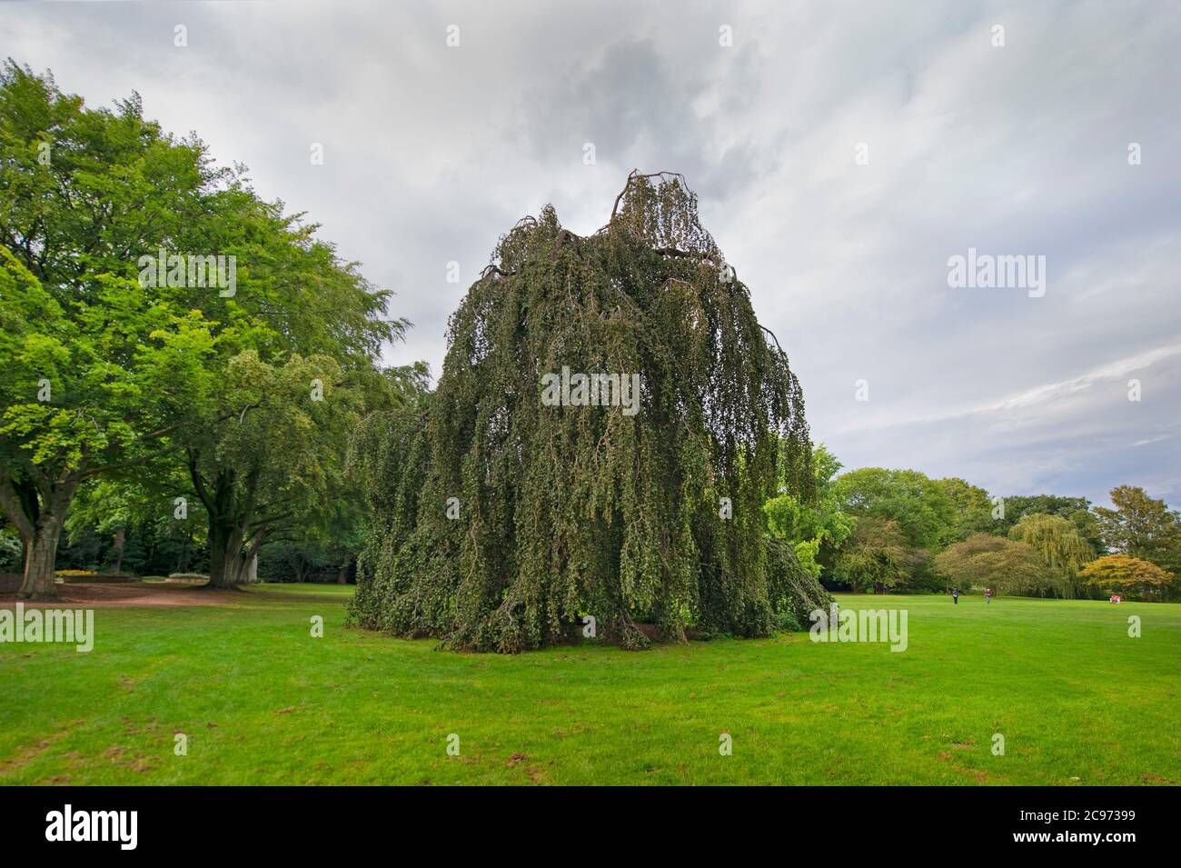 Weeping beech (Fagus sylvatica 'Pendula', Fagus sylvatica Pendula), on ...