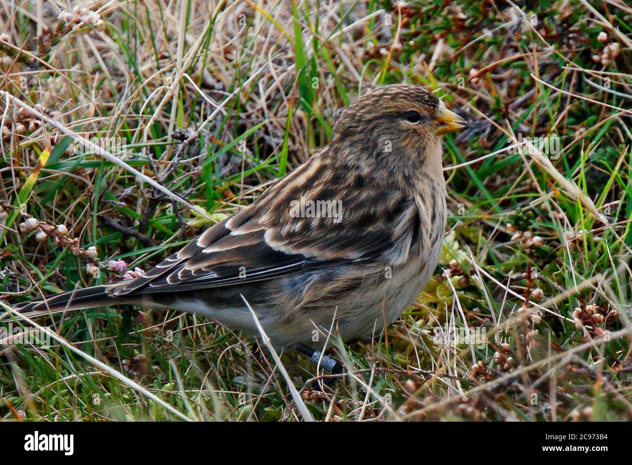 Grass finches hi-res stock photography and images - Alamy