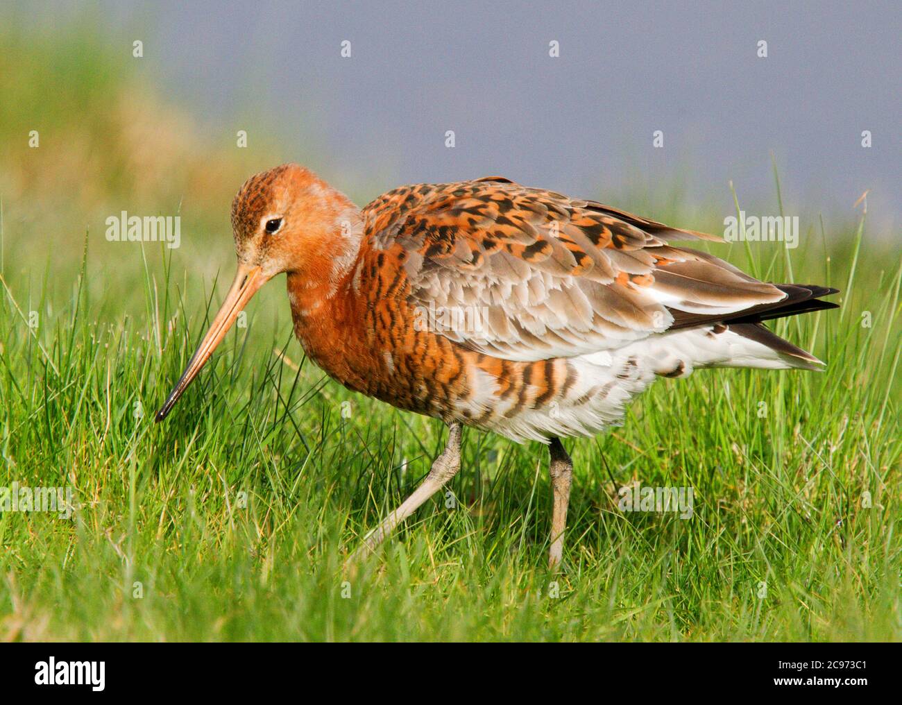 Islandic black-tailed godwit (Limosa limosa islandica, Limosa islandica ...