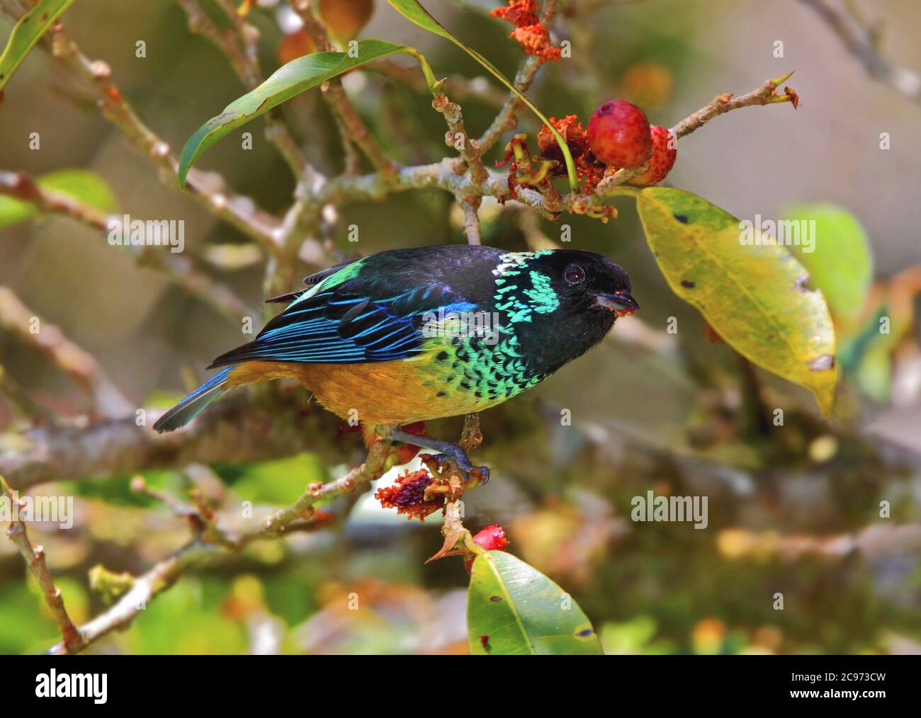 Spangle cheeked tanagers hi-res stock photography and images - Alamy