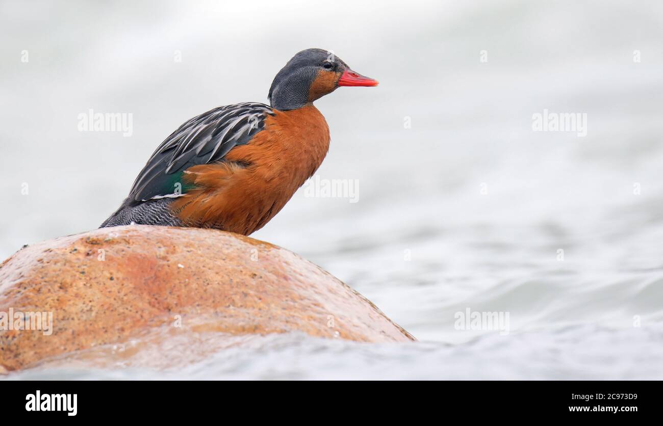 torrent duck (Merganetta armata), Female sitting on a rock in a fast ...