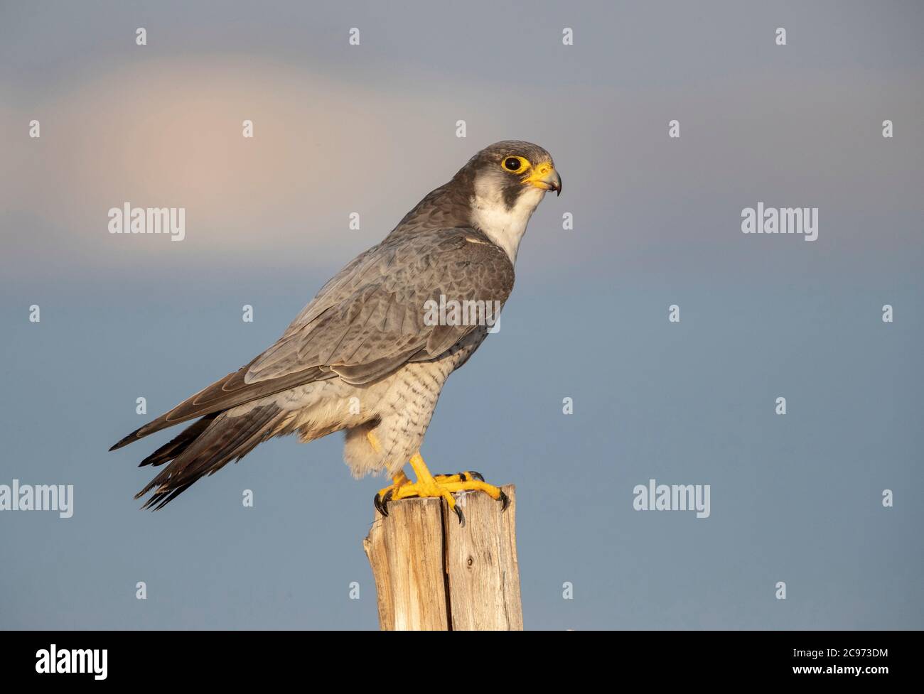 peregrine falcon (Falco peregrinus), subadult Peregrine Falcon possibly of the subspecies ...