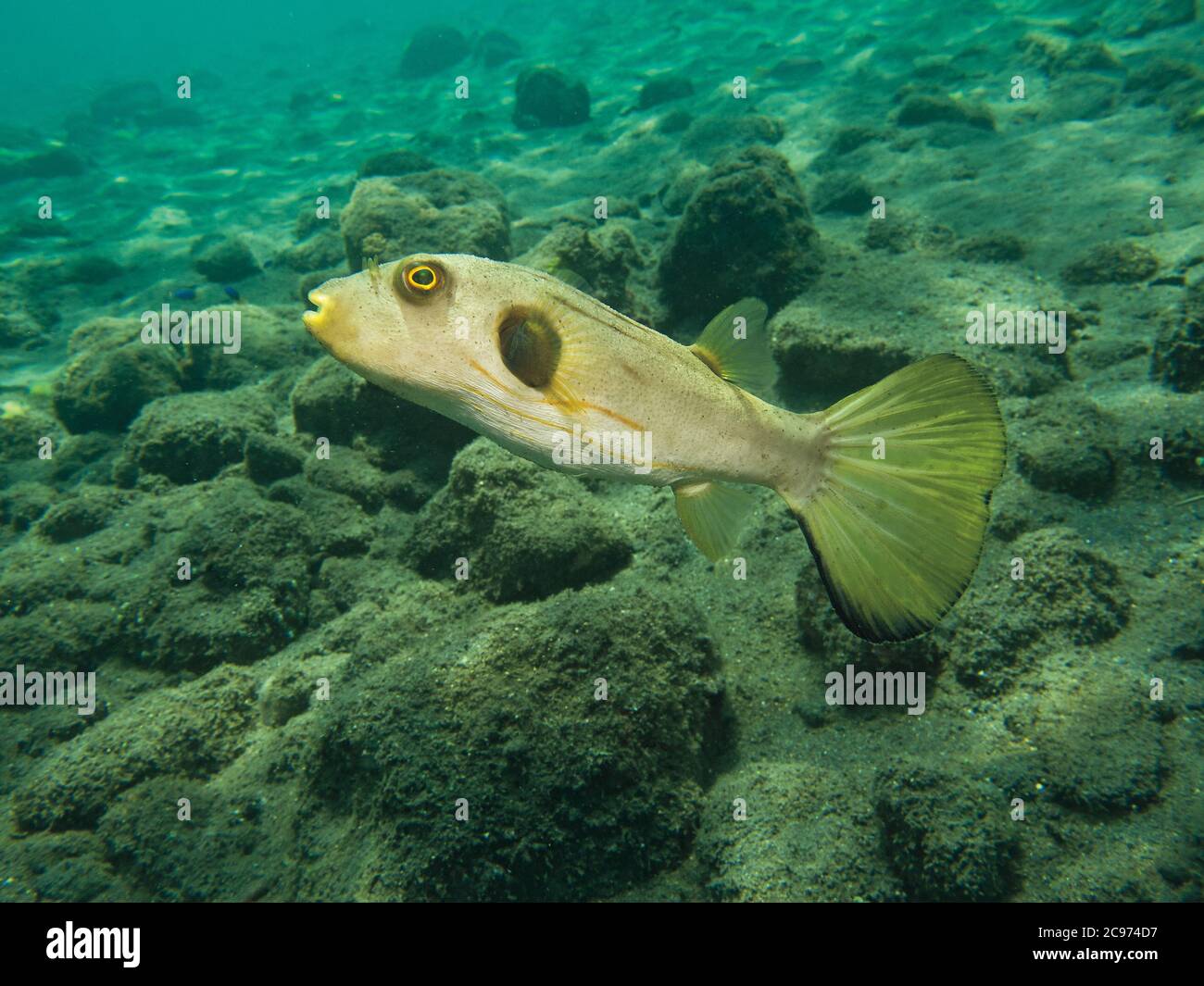Narrow-lined puffer, Arothron manilensis, swimming over ocean floor ...