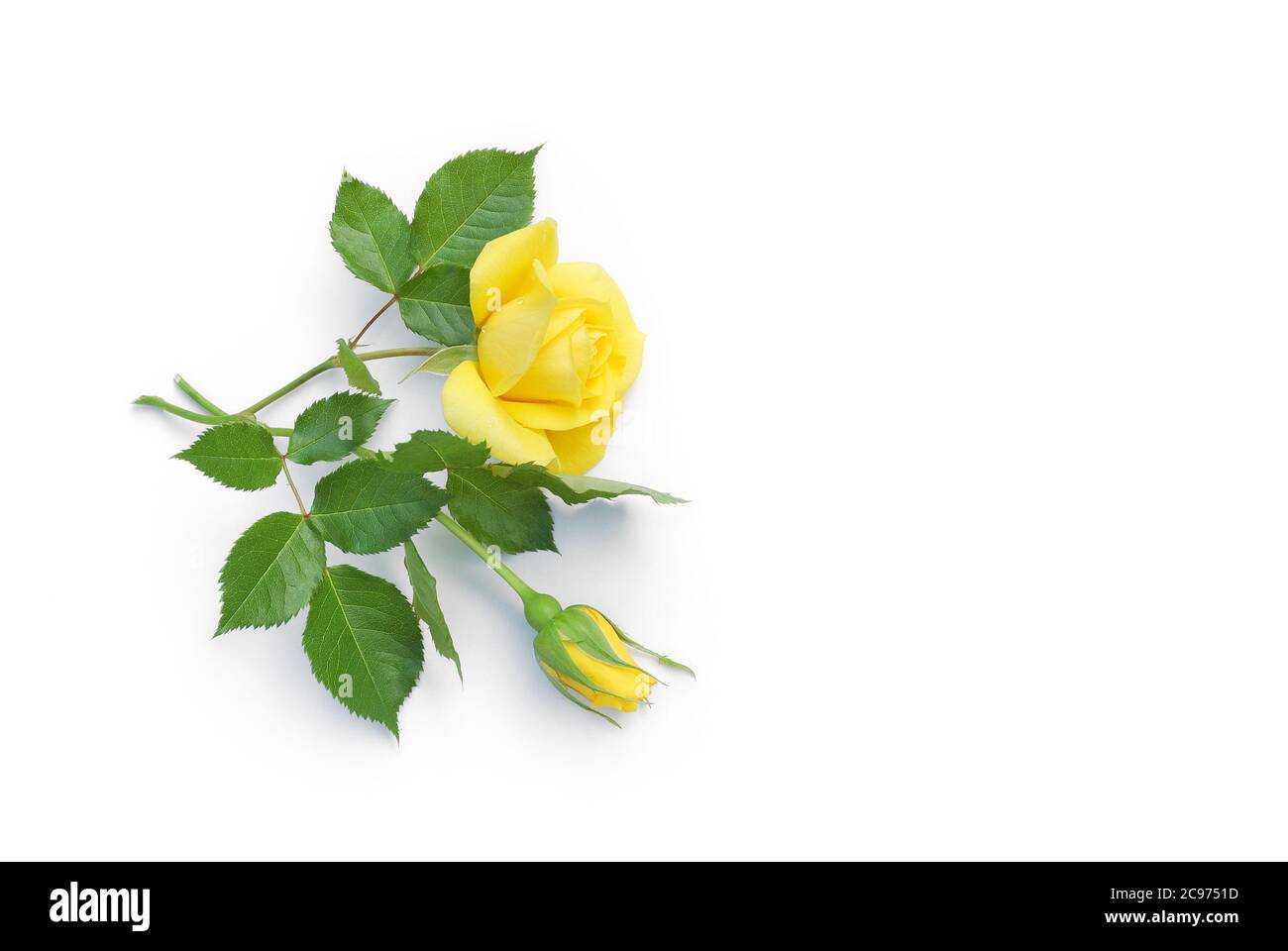 isolated beautiful Rose lie on white background Stock Photo - Alamy