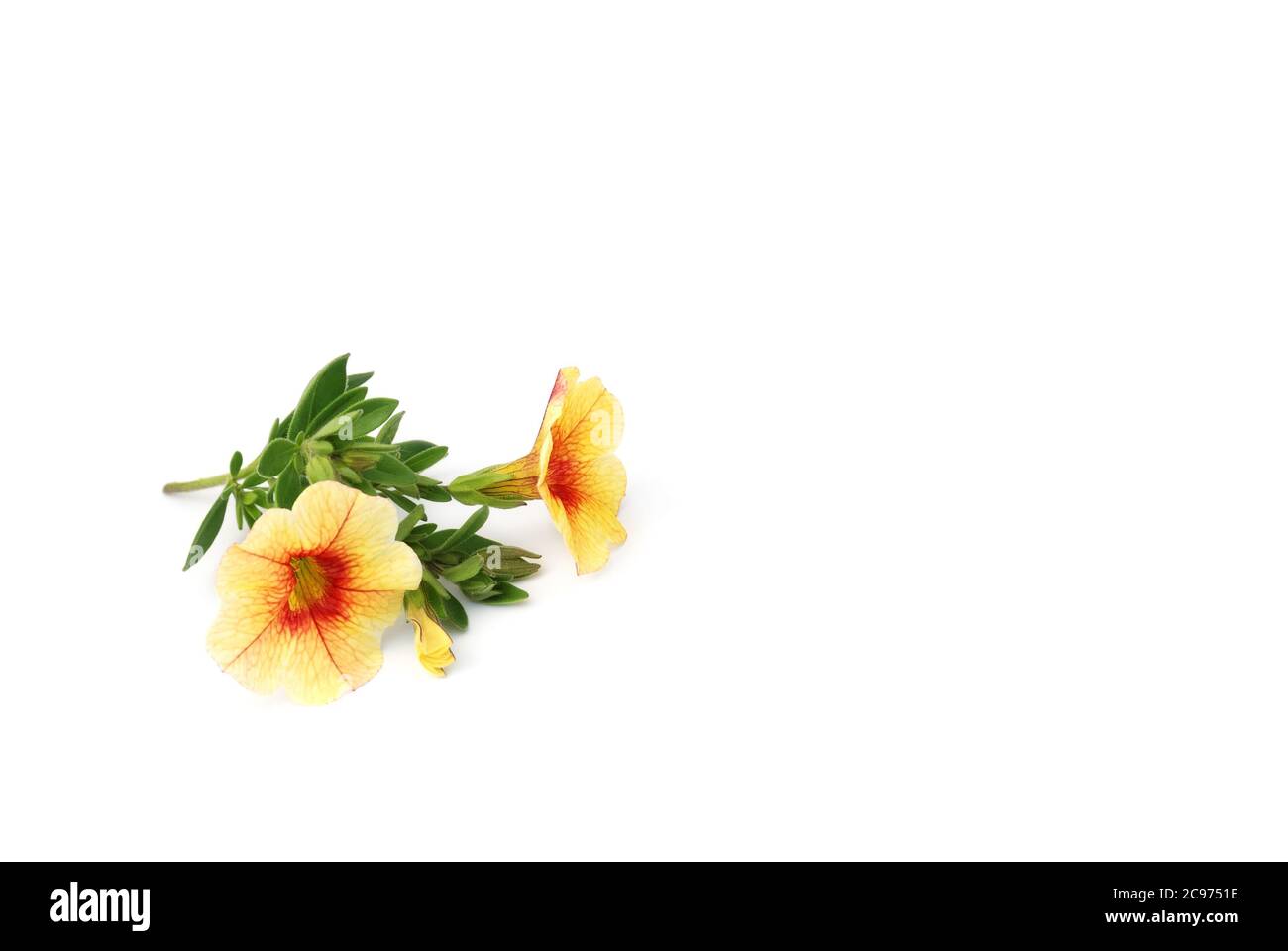 Small florets hi-res stock photography and images - Alamy