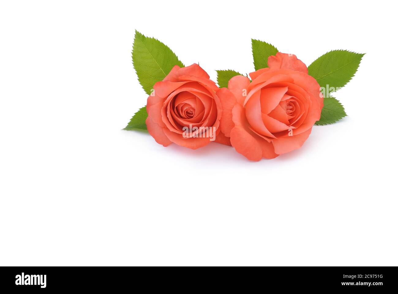 isolated beautiful Rose lie on white background Stock Photo - Alamy