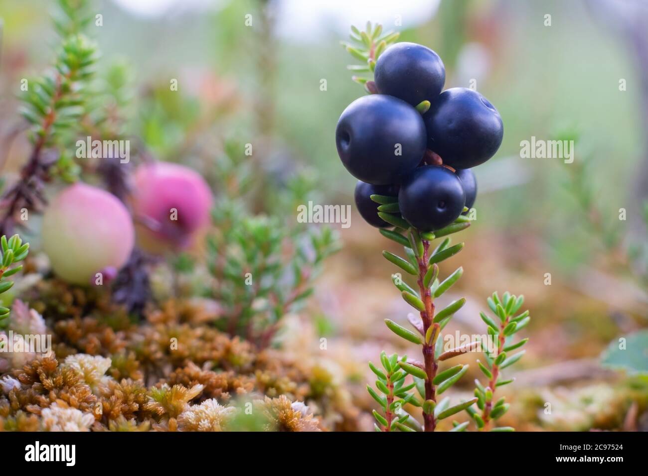 Empetrum. Fresh berries crowberry on swamp. Close up view Stock Photo ...