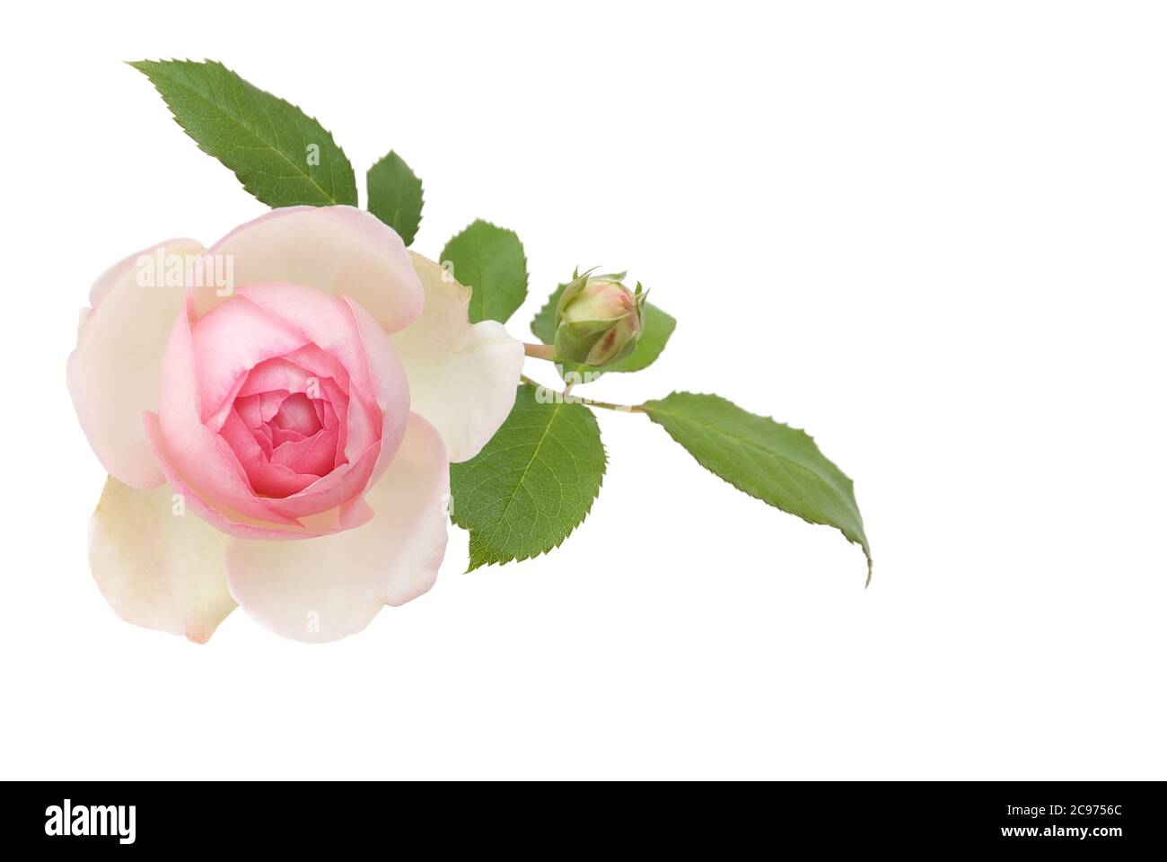 Lie rose hi-res stock photography and images - Alamy