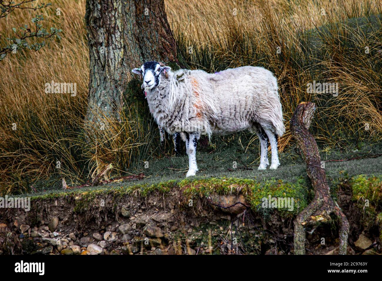 Scruffy sheep waiting to be sheared Stock Photo - Alamy