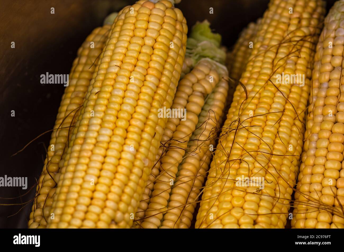 Freshly harvested corn, detail of ripe sweet corn on the cob Stock ...