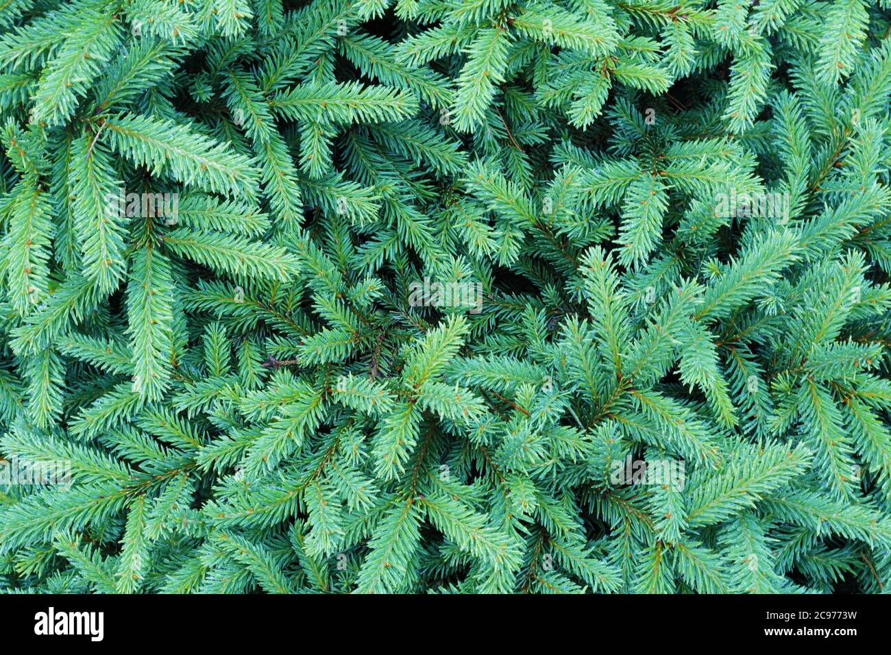 Full green tree hi-res stock photography and images - Alamy