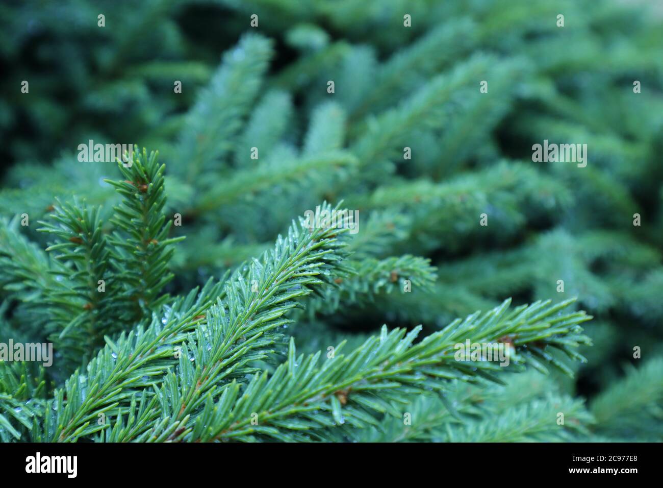 Tree branch texture hi-res stock photography and images - Alamy