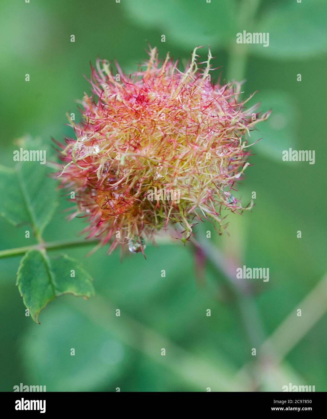 DIPLOLEPIS ROSAE rose bedeguar gall caused by a hymenopteran gall wasp ...