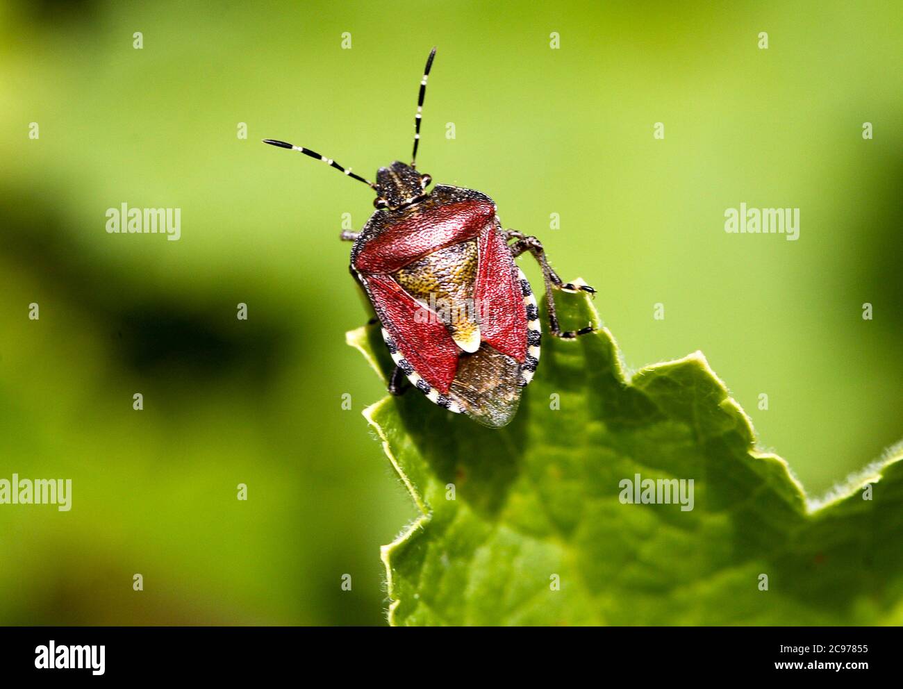 Pentatomidae shield hi-res stock photography and images - Alamy