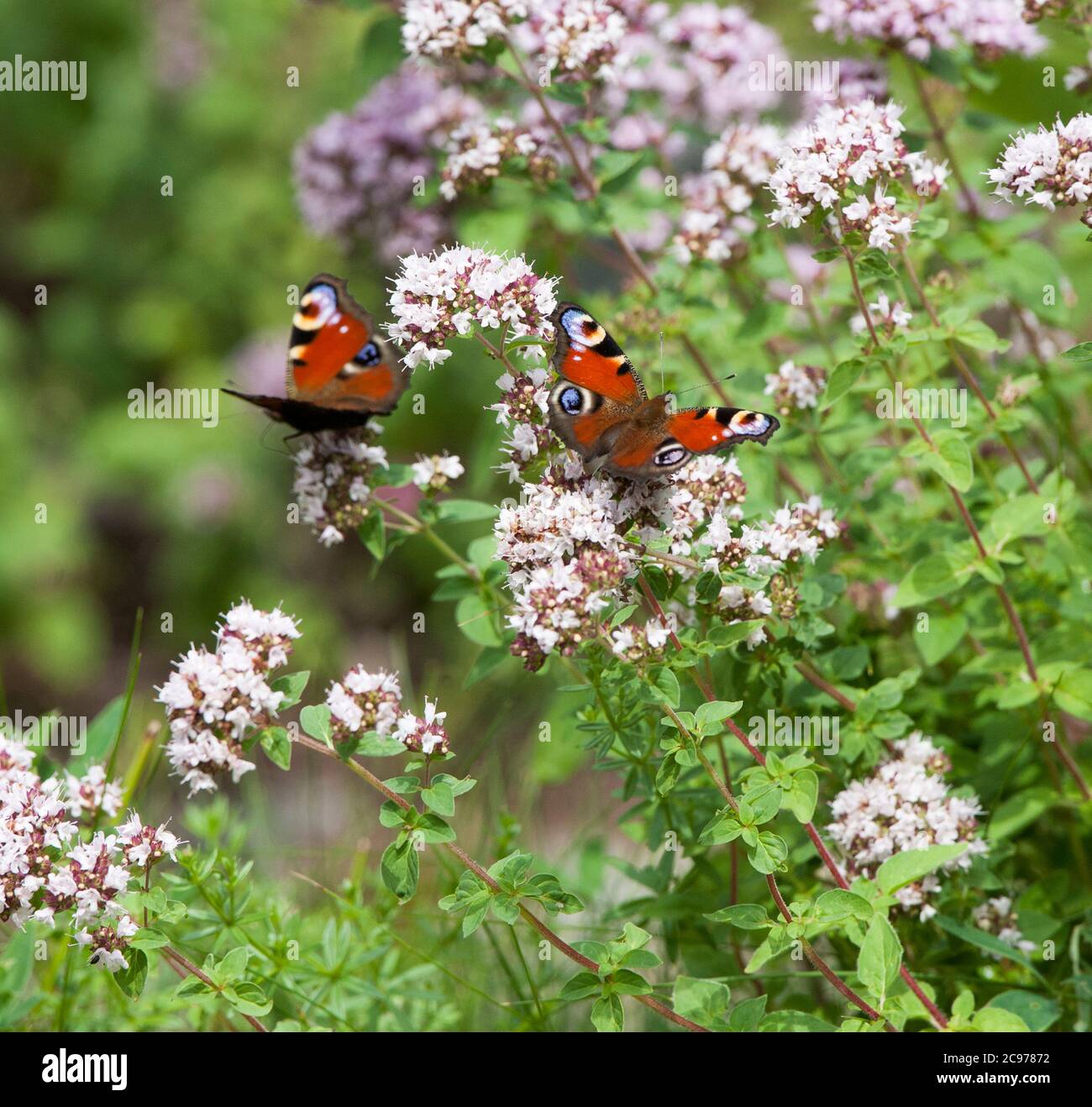 PEACOCK butterfly ona flower Aglais Io Stock Photo - Alamy