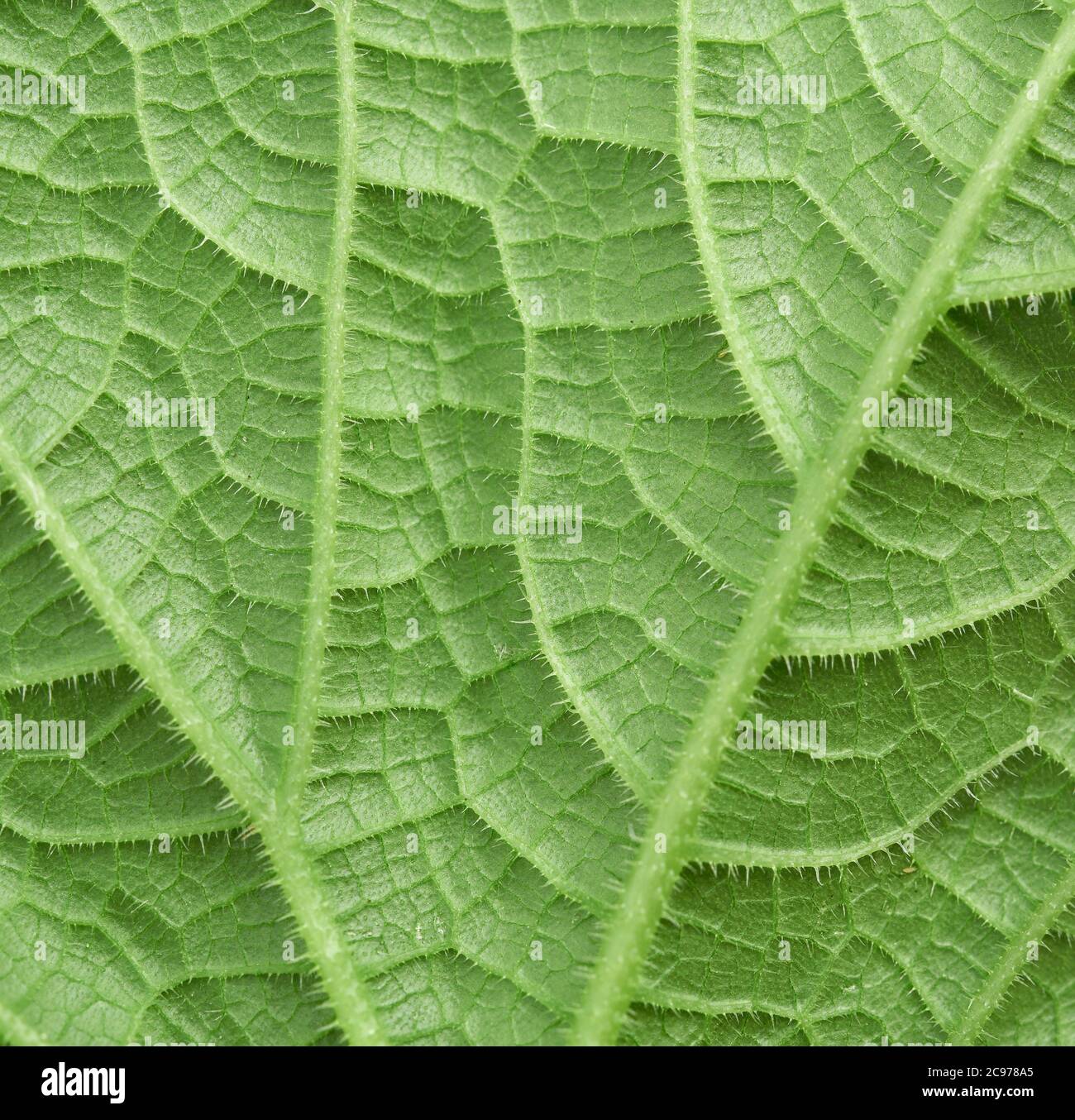 texture of green cucumber leaf on the back, close up Stock Photo - Alamy