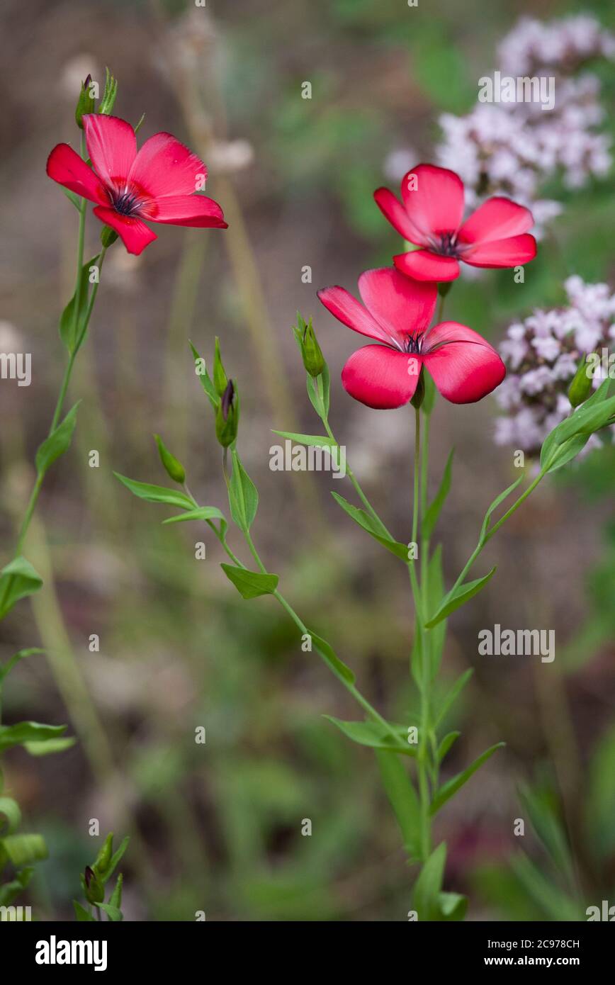 FLOWERING FLAX Linum Grandiflorum Stock Photo - Alamy