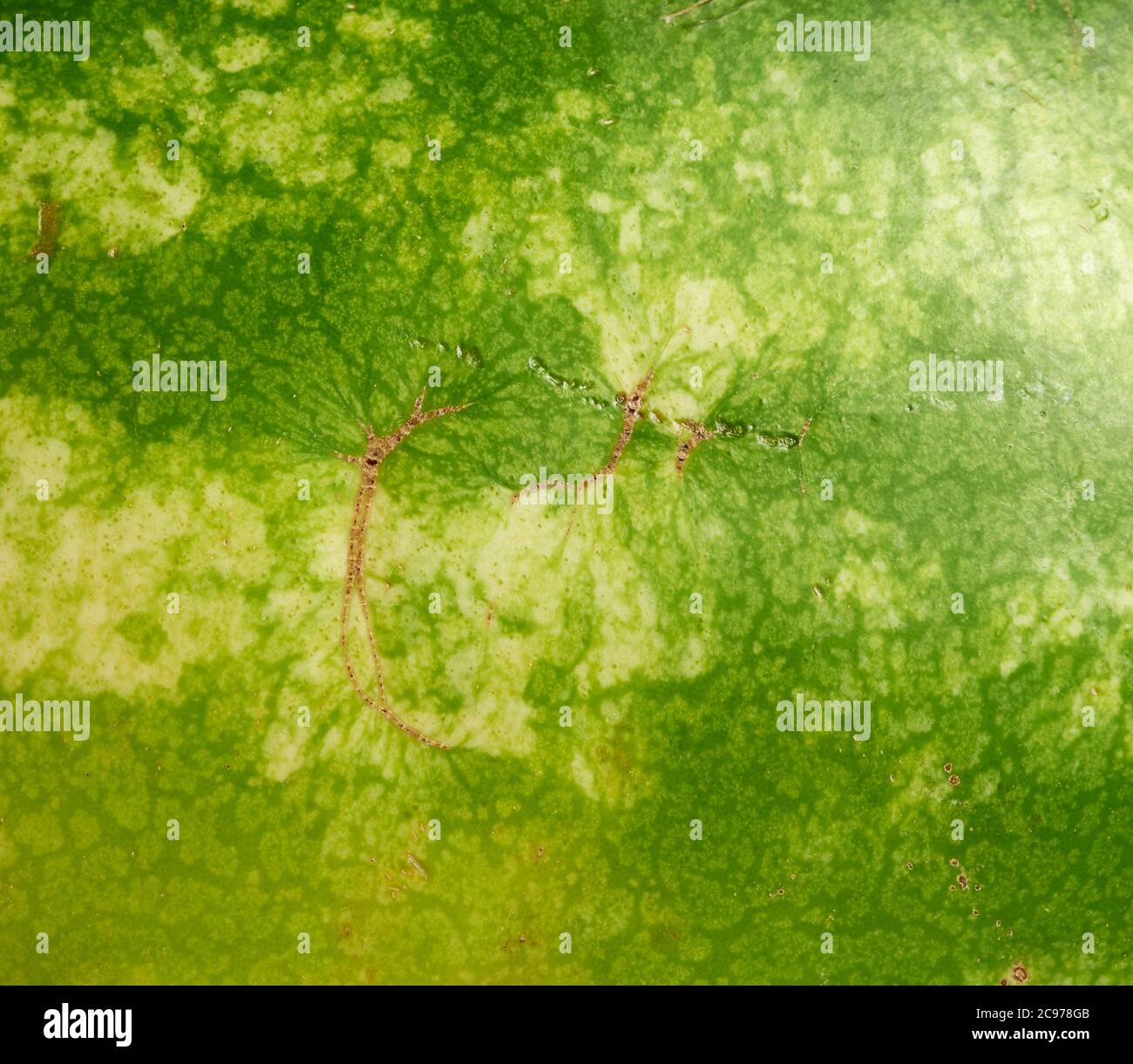 Watermelon texture hi-res stock photography and images - Alamy