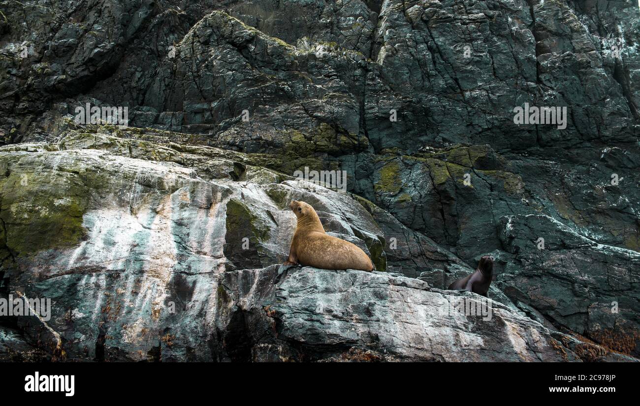 Sea lions lying on the rocks at the zoo Stock Photo - Alamy