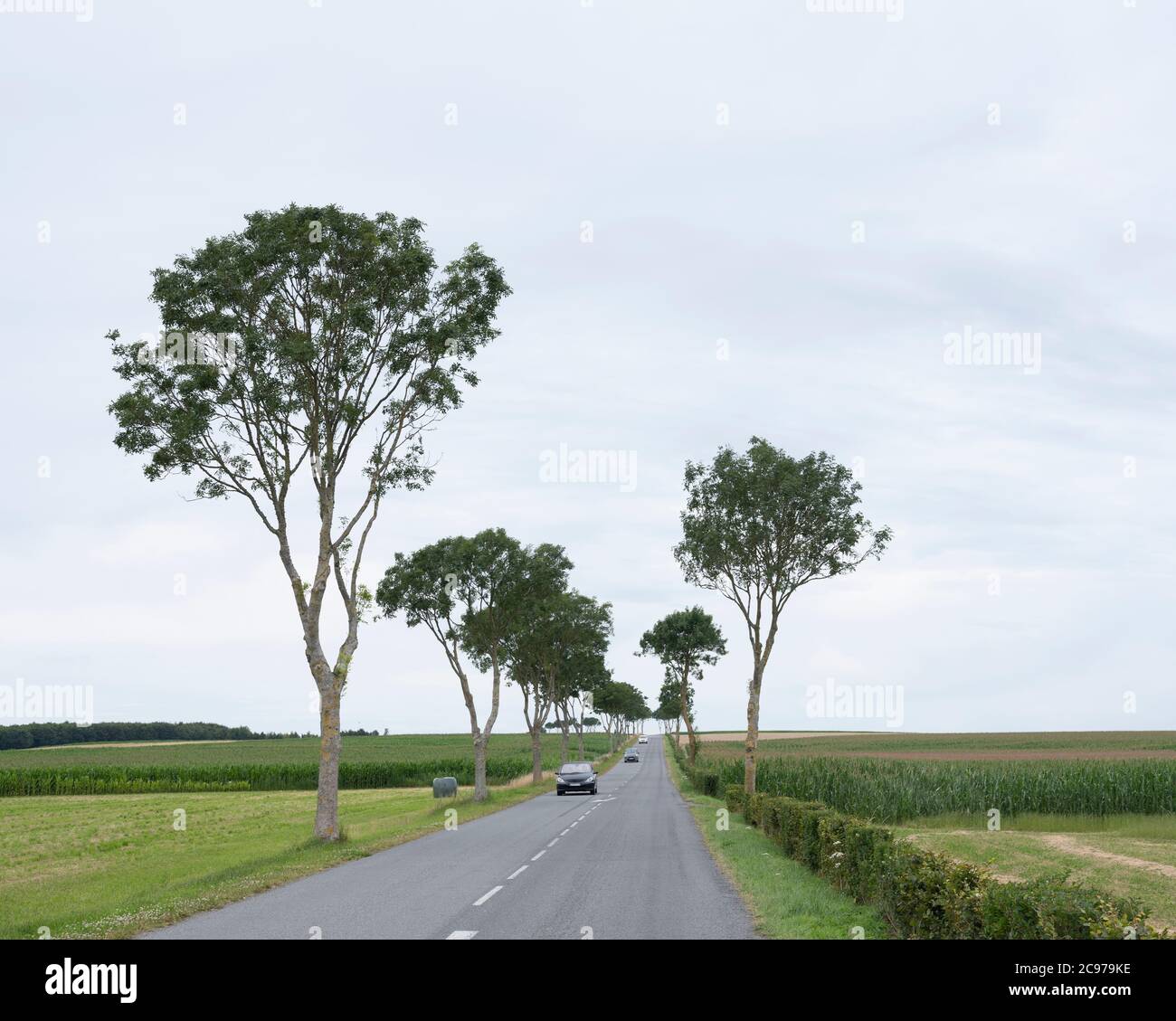 cars on country road between corn fields in northern france Stock Photo ...