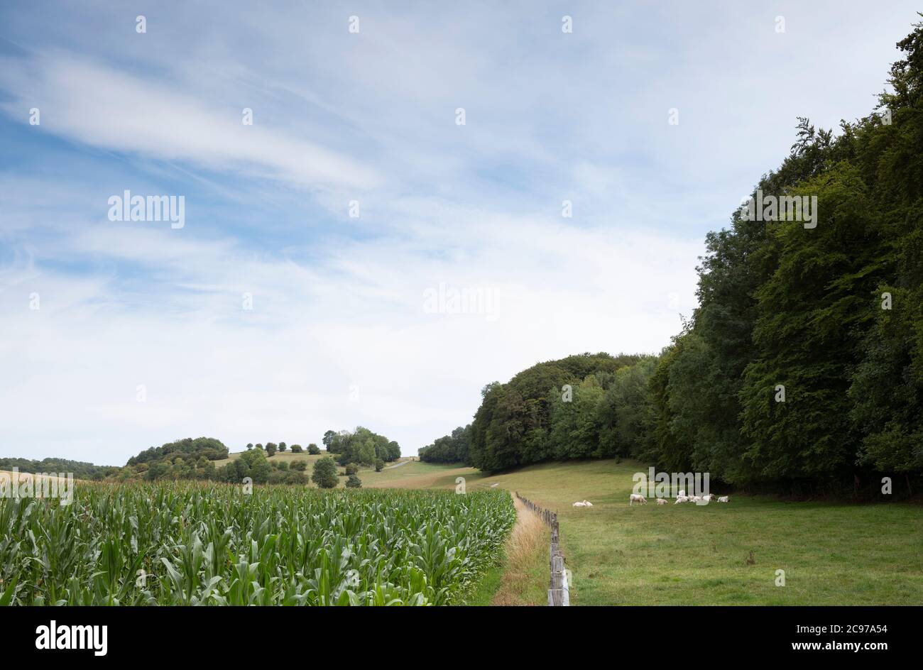 white cows in rural landscape of nord pas de calais in france Stock ...