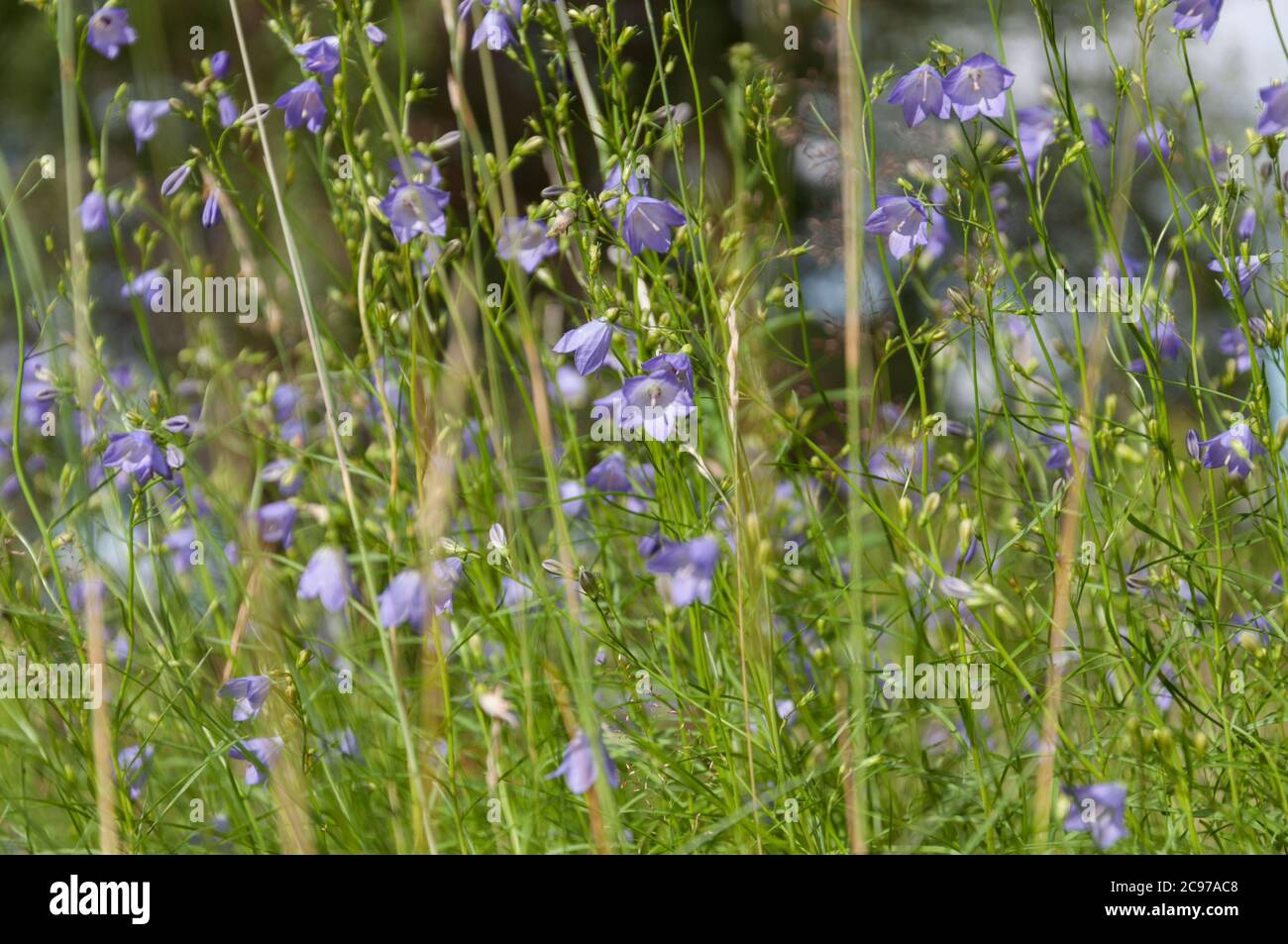 Finnish Wild Flowers Stock Photo - Alamy
