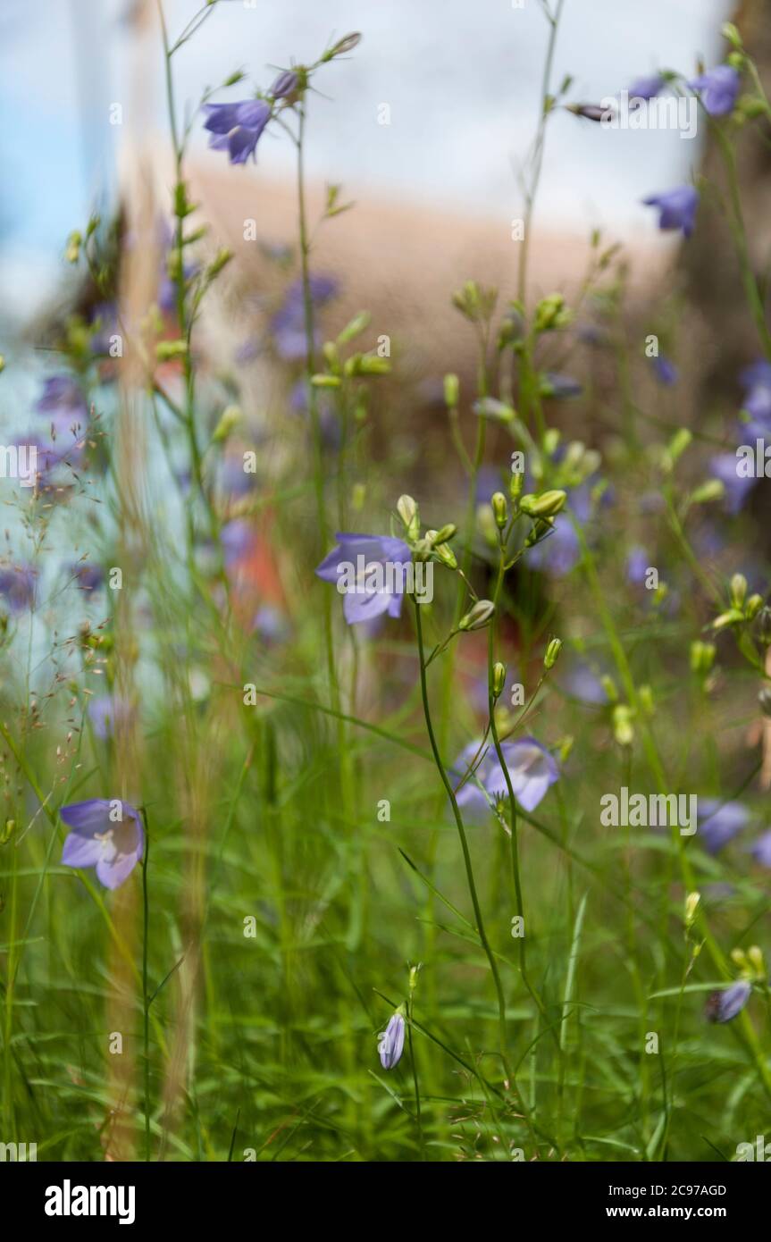 Finnish Wild Flowers Stock Photo - Alamy