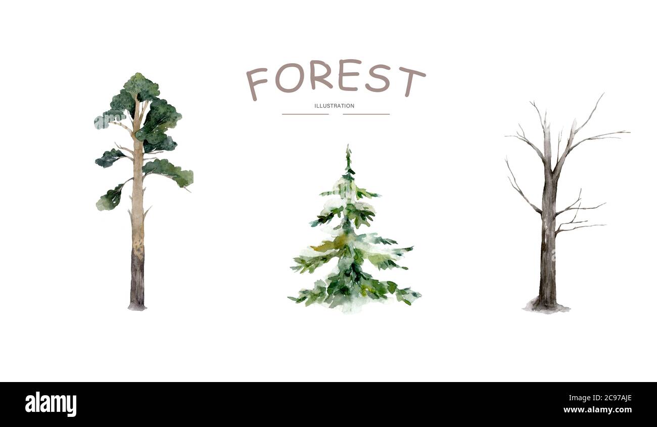 Larch tree spruce trees Cut Out Stock Images & Pictures - Alamy