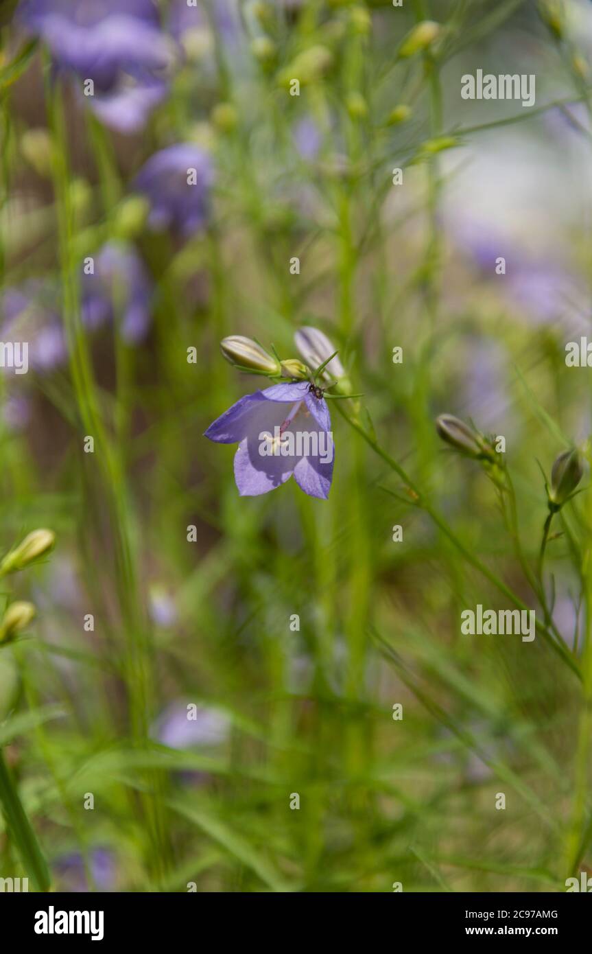 Finnish Wild Flowers Stock Photo - Alamy