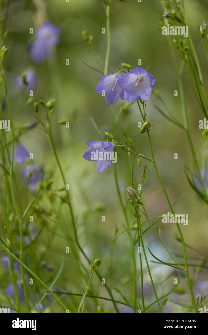 Finnish Wild Flowers High Resolution Stock Photography and Images - Alamy