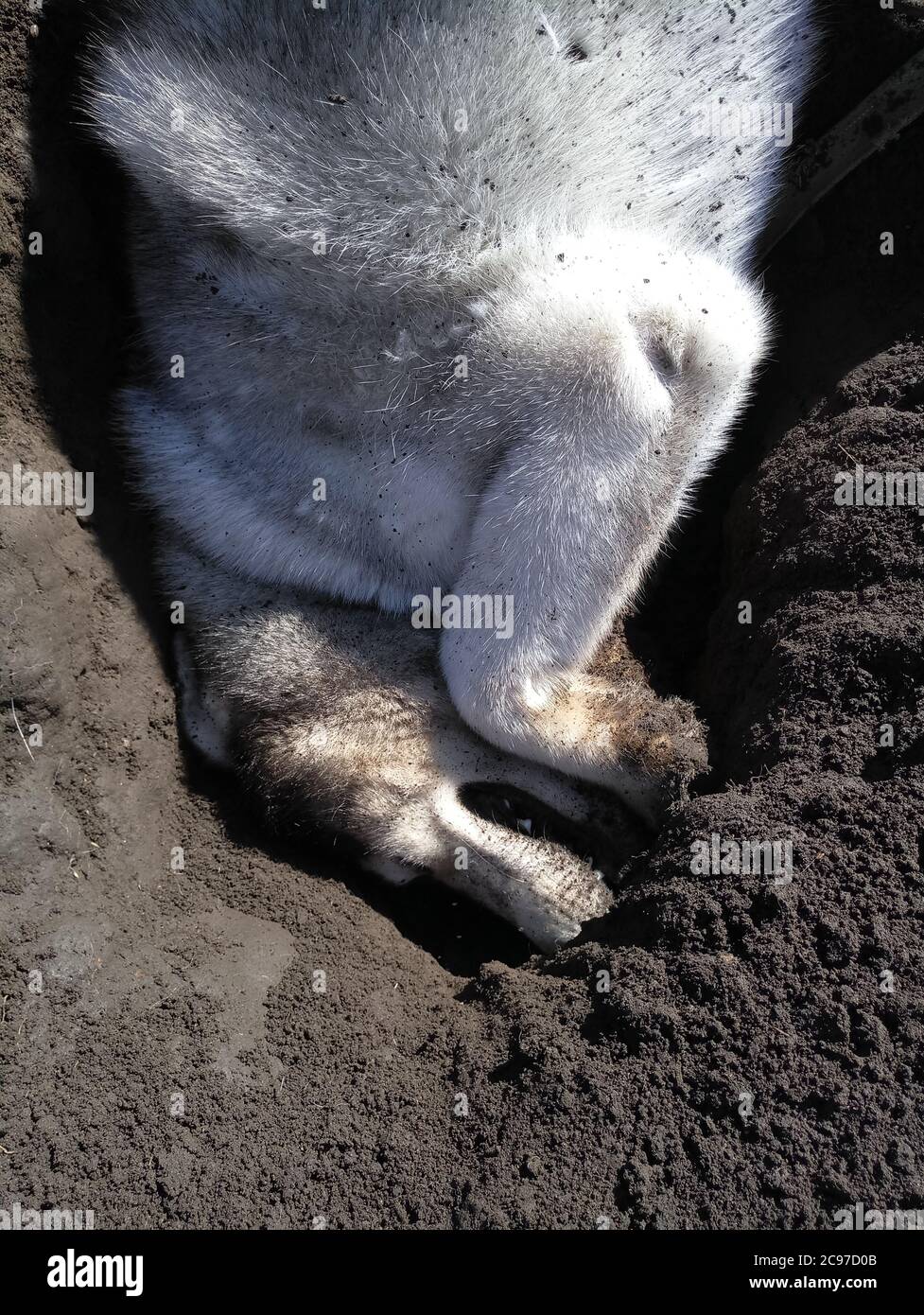Dog buried in sand High Resolution Stock Photography and Images - Alamy