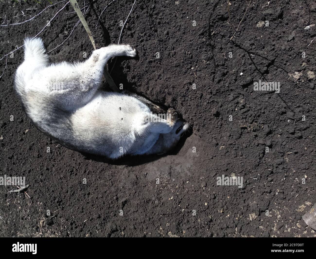 Dog buried in sand hi-res stock photography and images - Alamy
