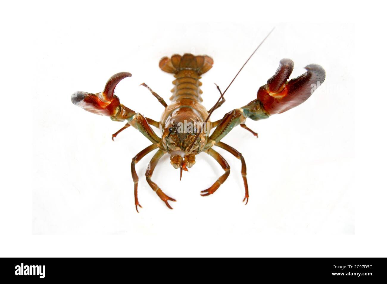 Crayfishing Cut Out Stock Images & Pictures - Alamy