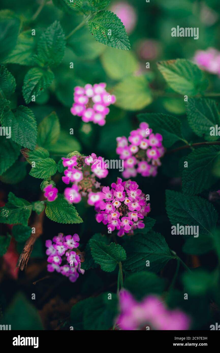 Closeup shot of beautiful purple verbena flowers in a garden Stock ...