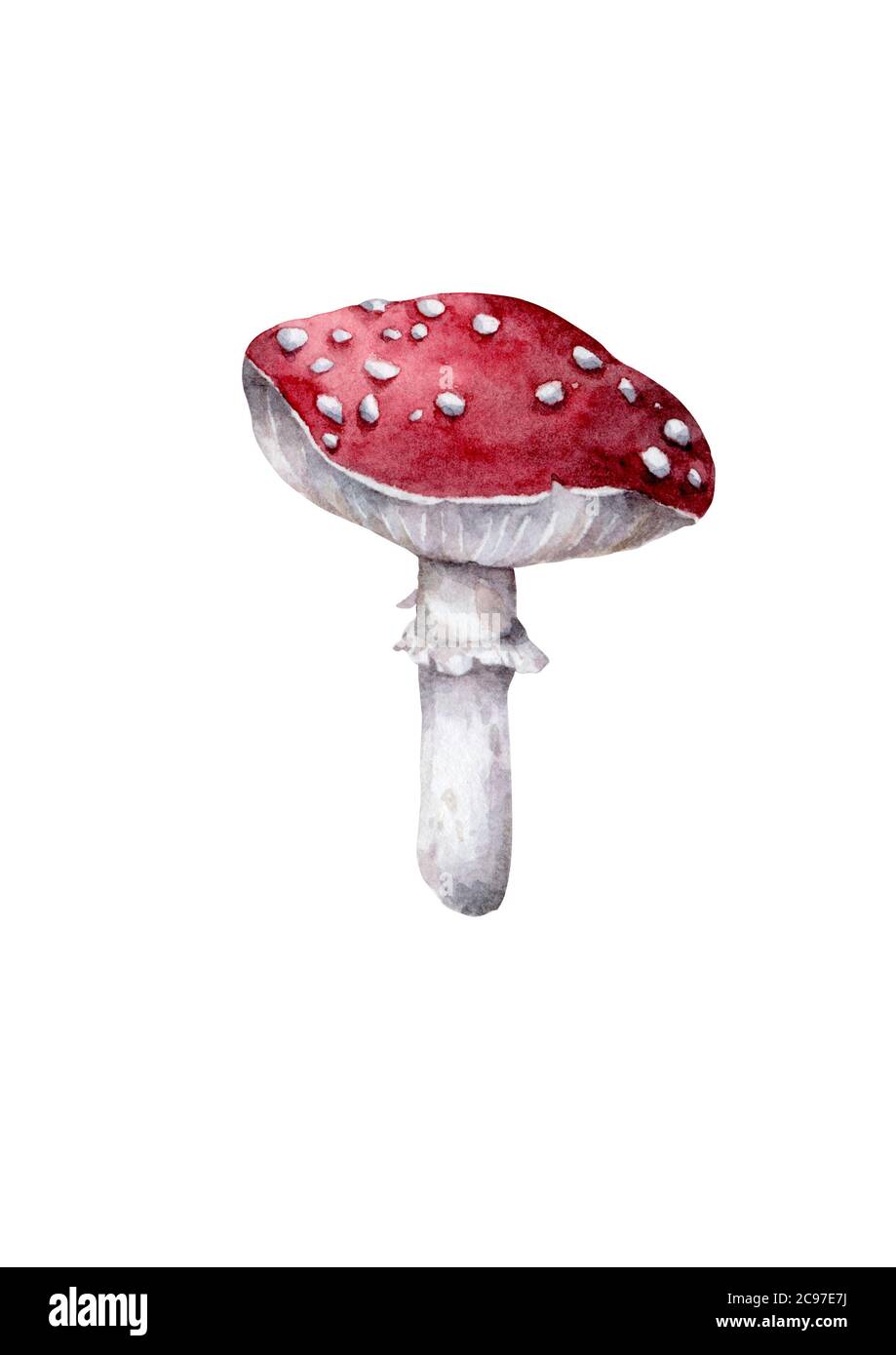 Amanita Muscaria Fly Agaric Mushroom White Spotted Beautiful Red