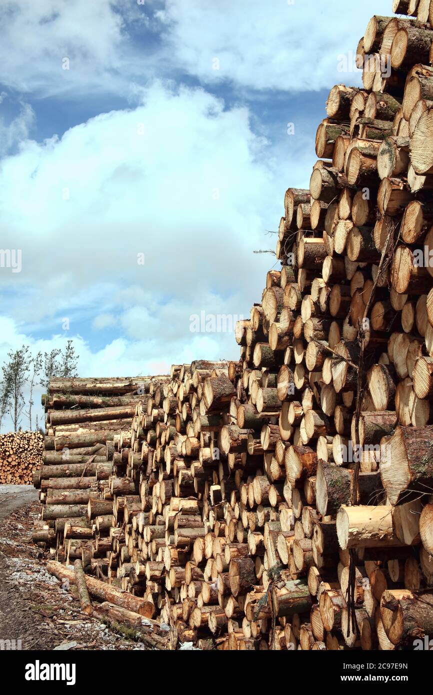 Forest pine trees log trunks felled by the logging timber industry ...
