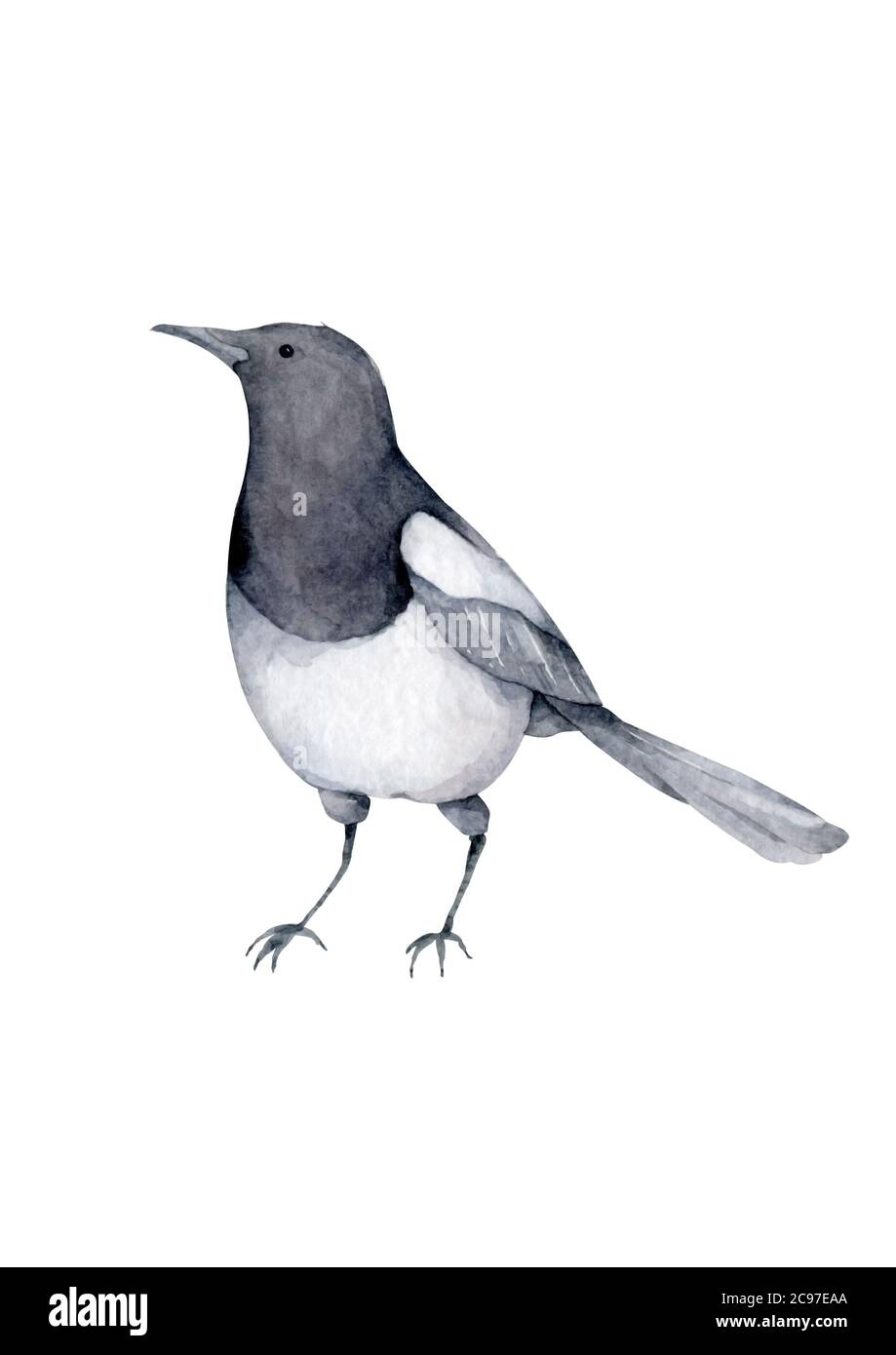 Magpie cartoon hand drawn watercolor realistic illustration isolated on ...