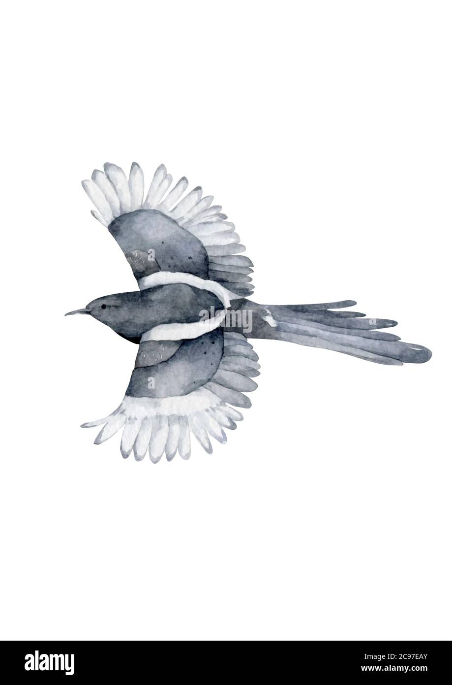 Magpie cartoon hand drawn watercolor realistic illustration isolated on ...
