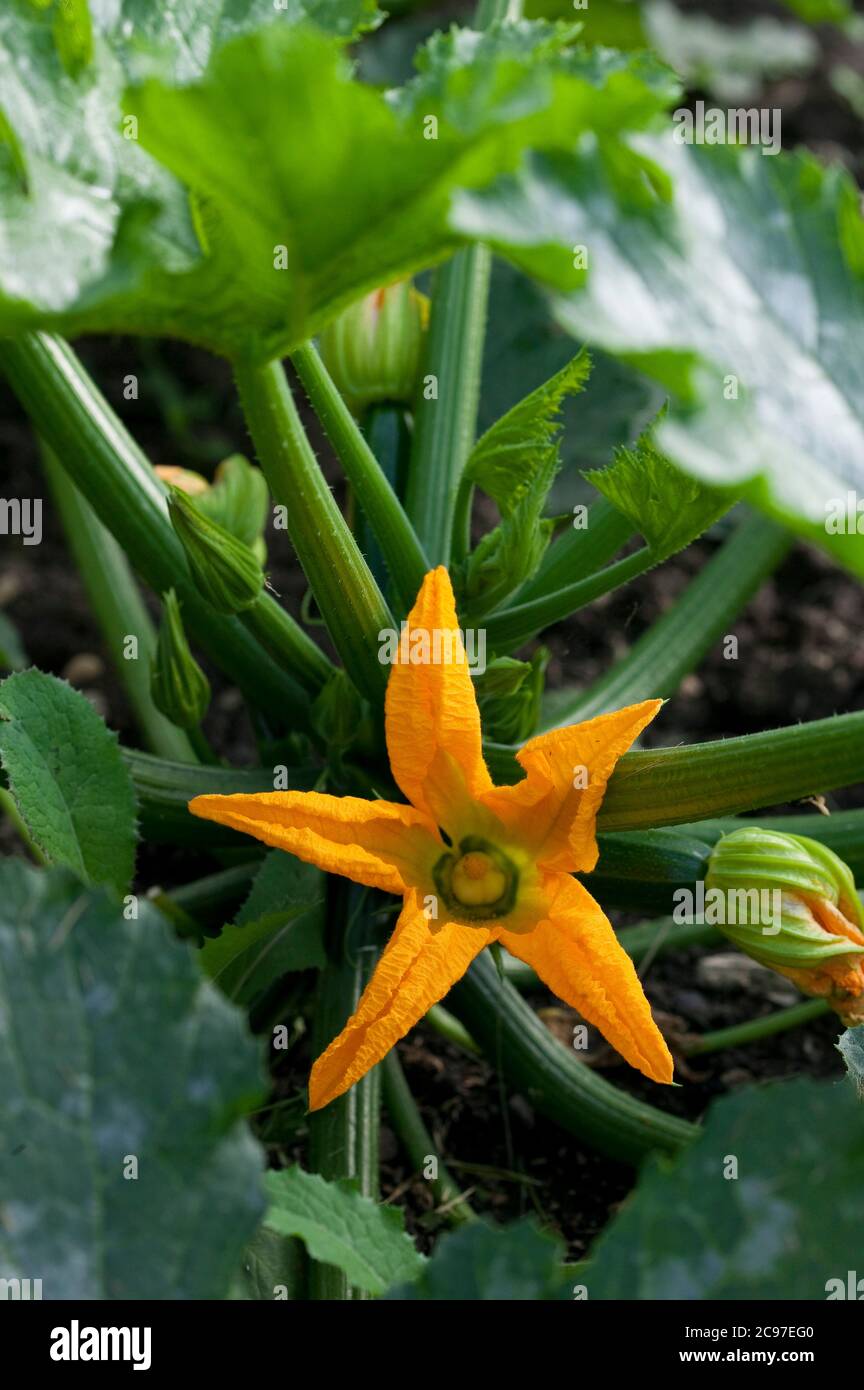The star shaped yellow flower of a courgette plant opening in the ...